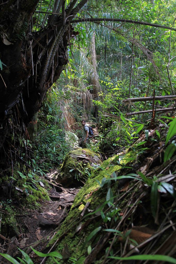 Bako National Park Travel Guide | Sarawak - PlacesofJuma